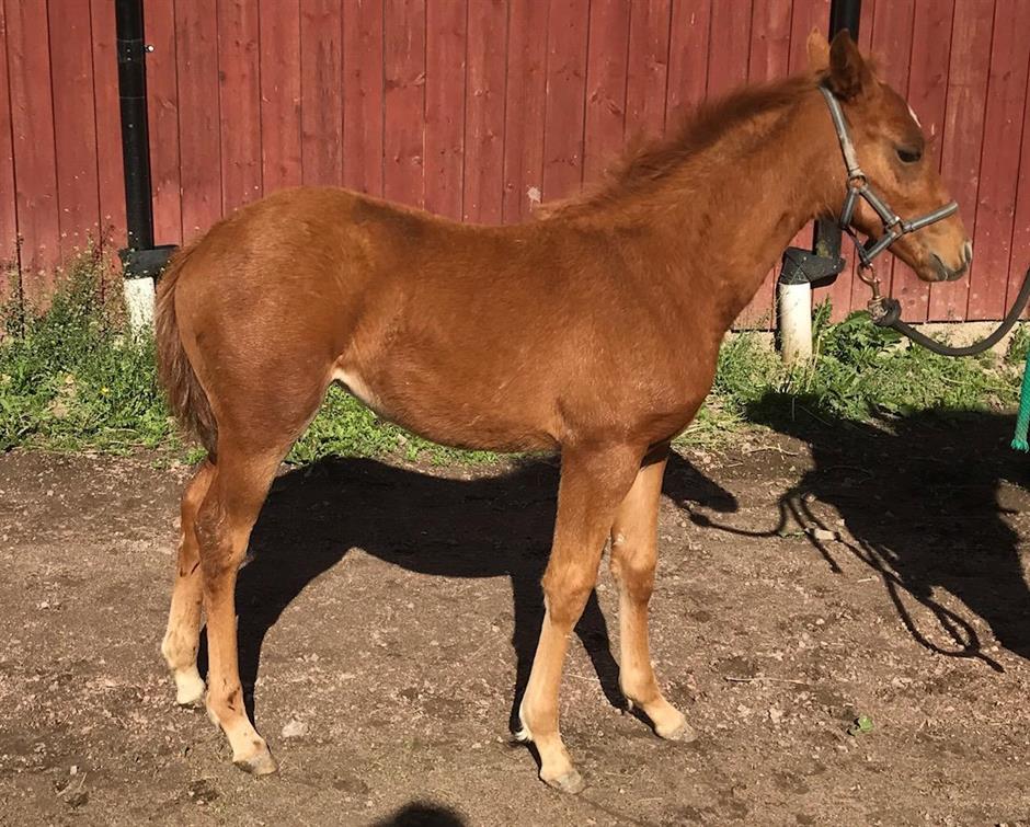 Rey Cat Royalty - Quarter Hill Ranch