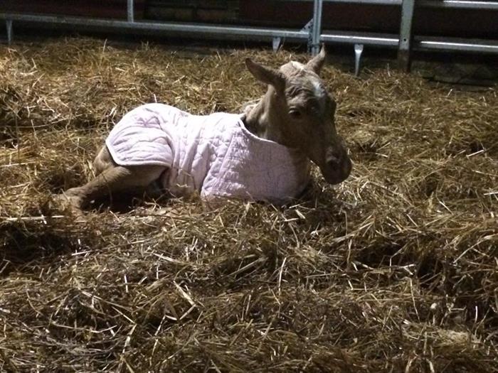 En till - Quarter Hill Ranch