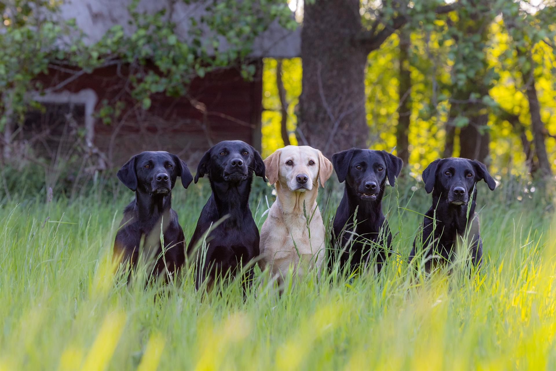 Hundar-Labradorer - Kennel Crosstrials