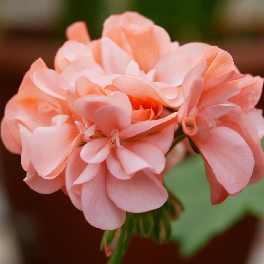 Pelargoner - Lilla Plantskolan i Julita AB