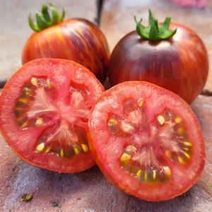 Antho Striped dwarf - Lilla Plantskolan i Julita AB