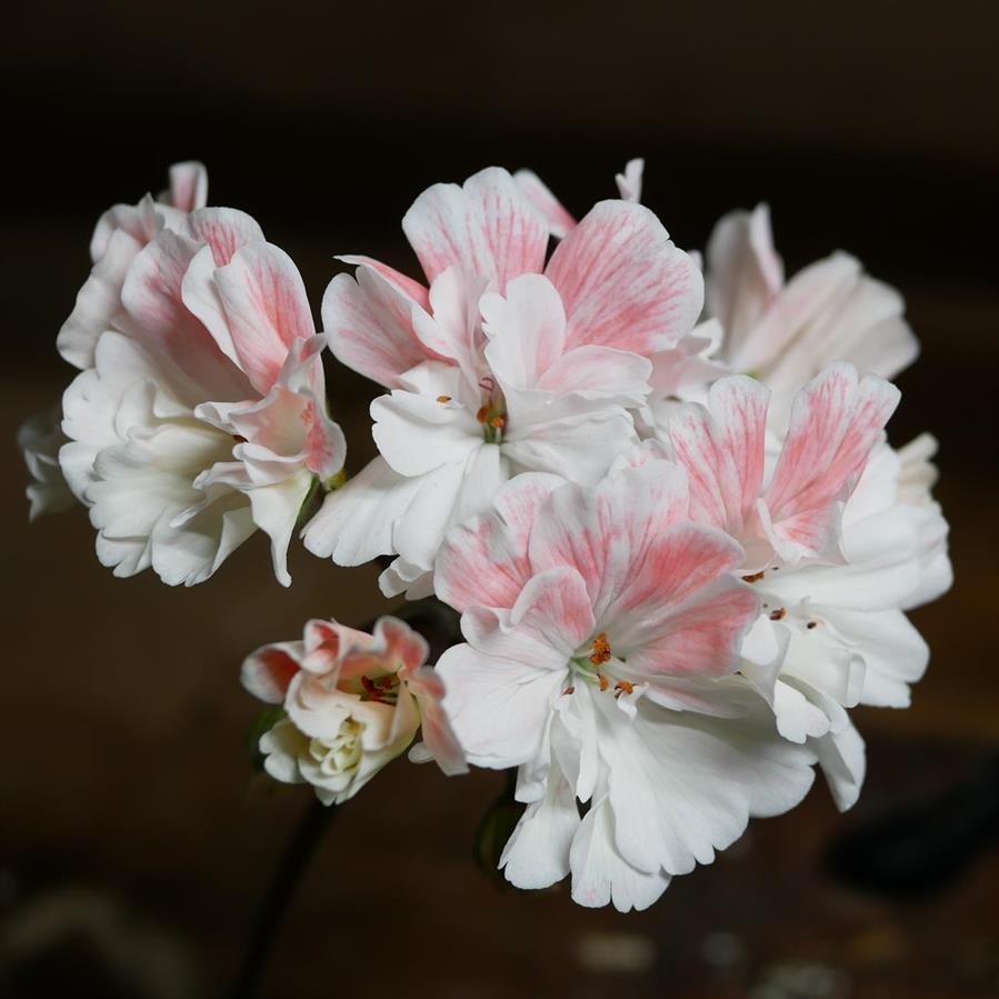 Pelargoner - Lilla Plantskolan i Julita AB