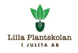 Antho Striped dwarf - Lilla Plantskolan i Julita AB