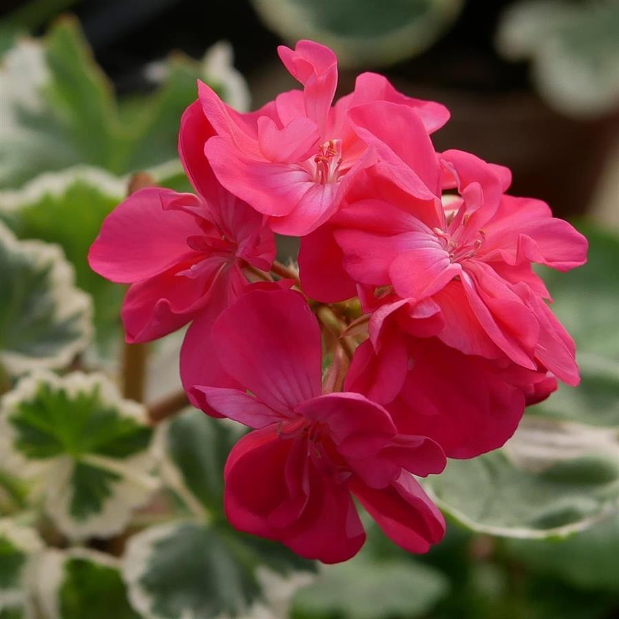 Pelargoner - Lilla Plantskolan i Julita AB