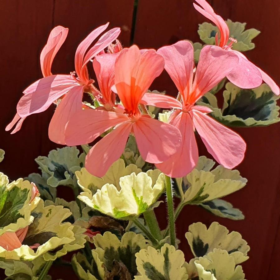 Pelargoner - Lilla Plantskolan i Julita AB