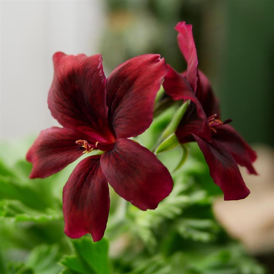 Pelargoner - Lilla Plantskolan i Julita AB